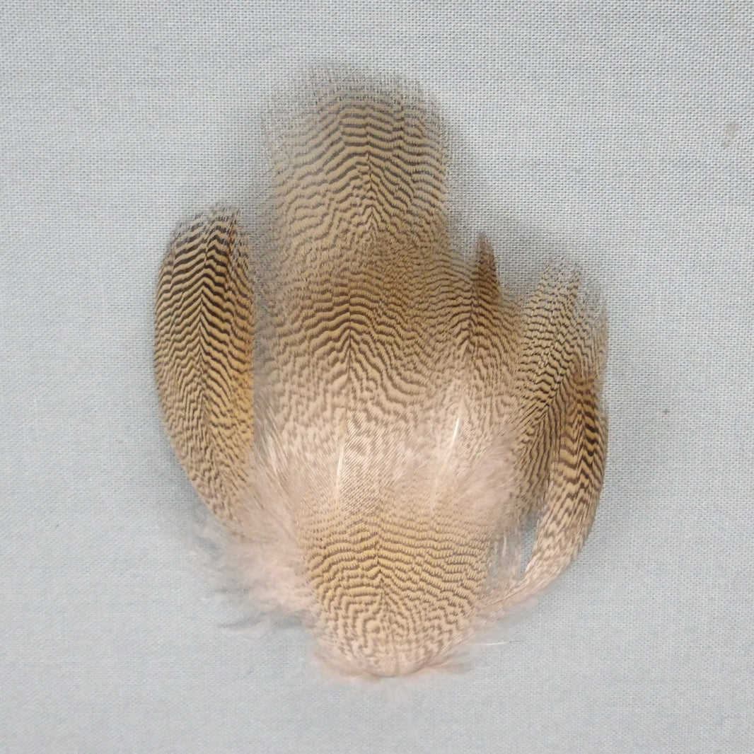 Feathers – Morning Dew Angler